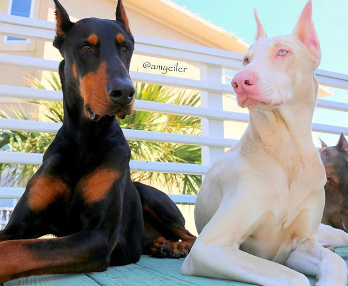 foto | Deosebite și foarte rare. Cum arată 23 de animale albinoase care ...