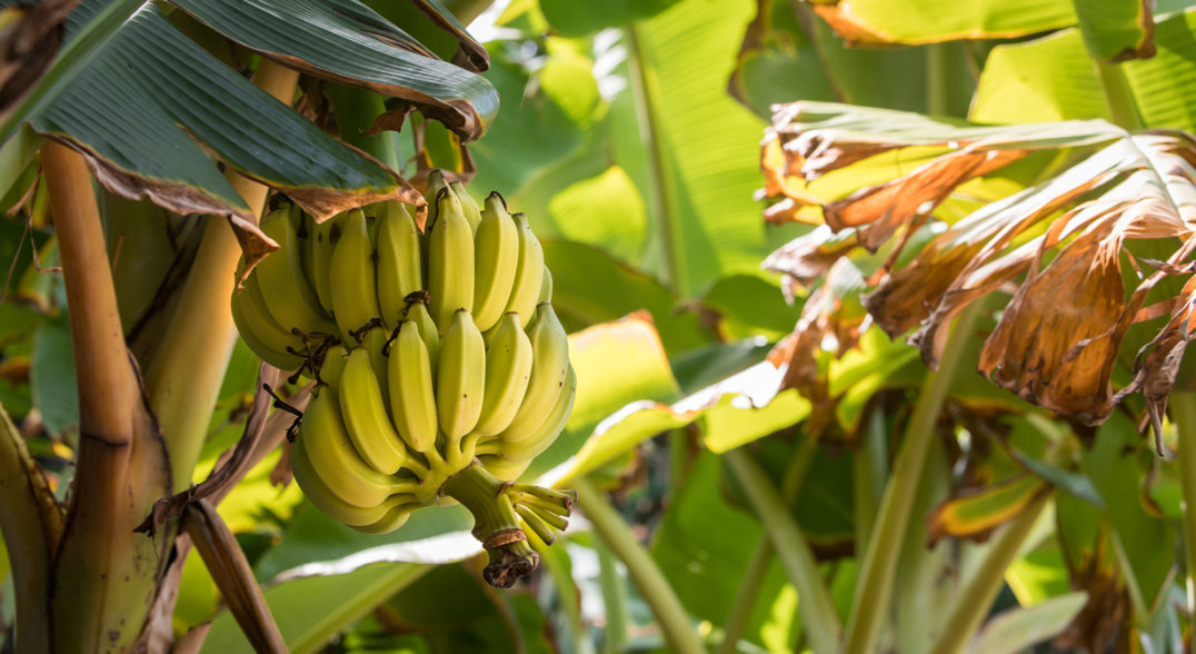 Bananele, pe cale de dispariție. Columbia deja a declarat stare de ...