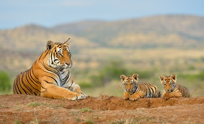 Tigrii, în mare pericol: Timp de un secol, numărul felinelor care ...