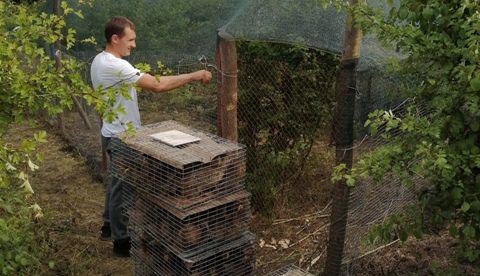 foto | 500 de pui de fazan au fost aduși din Ungaria în Moldova pentru ...